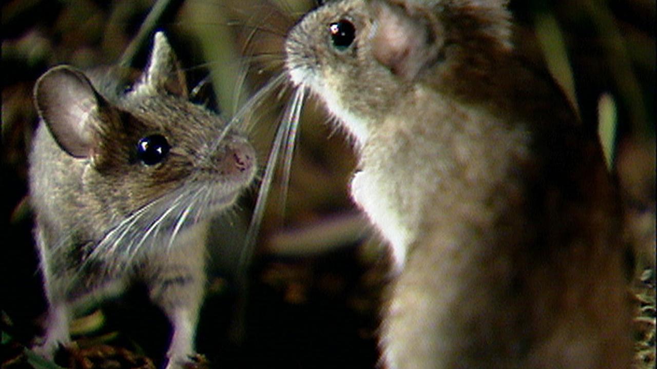 Safari Europa - Mus | Det Danske Filminstitut