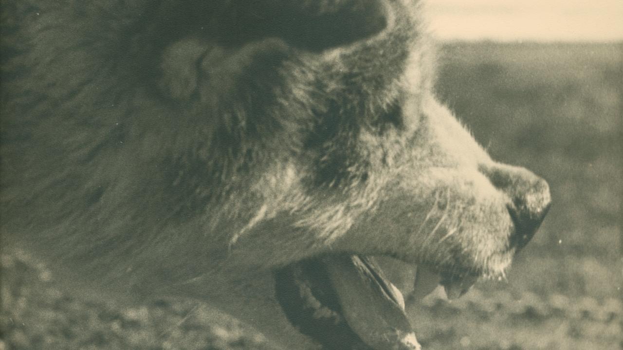 A journey in East Greenland with Leo Hansen | Danish Film Institute