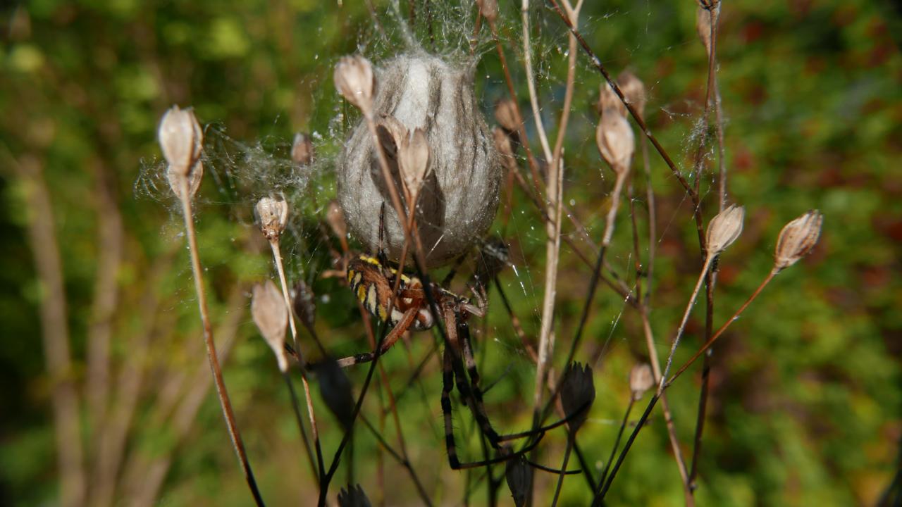 Edderskønne edderkopper 5 - Hvepseedderkopper | Det Danske Filminstitut