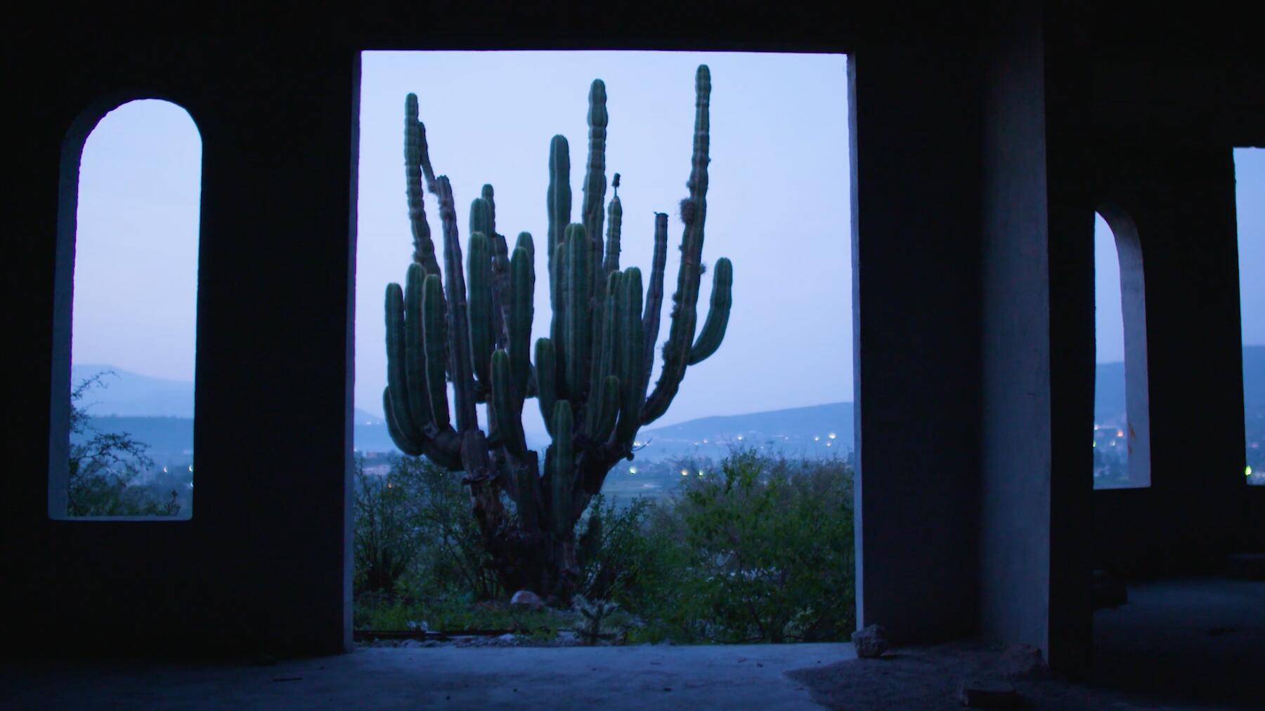 Night of the Coyotes | Det Danske Filminstitut