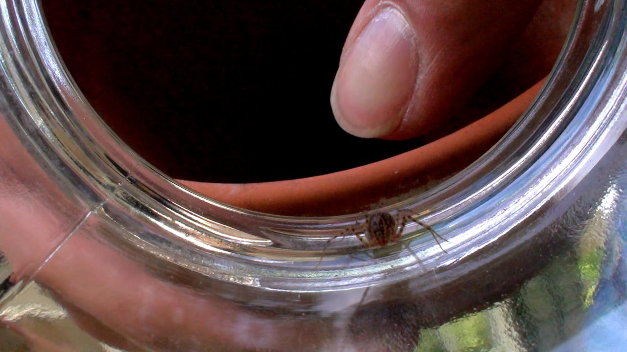 Edderskønne edderkopper 2 - Spytteedderkoppen | Det Danske Filminstitut