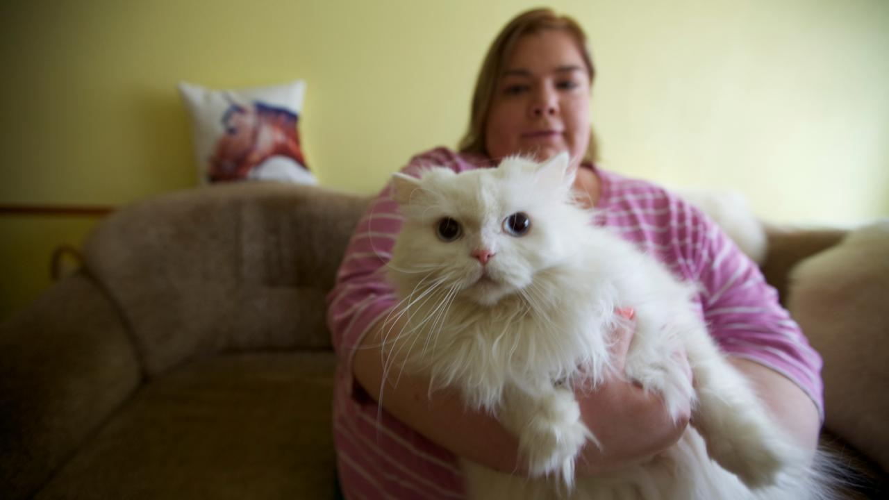 Cats in Riga | Det Danske Filminstitut